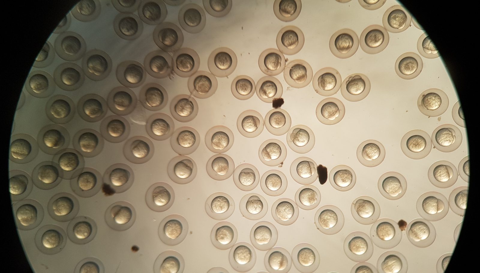 Our first fish embryos... - Hilbert Lab